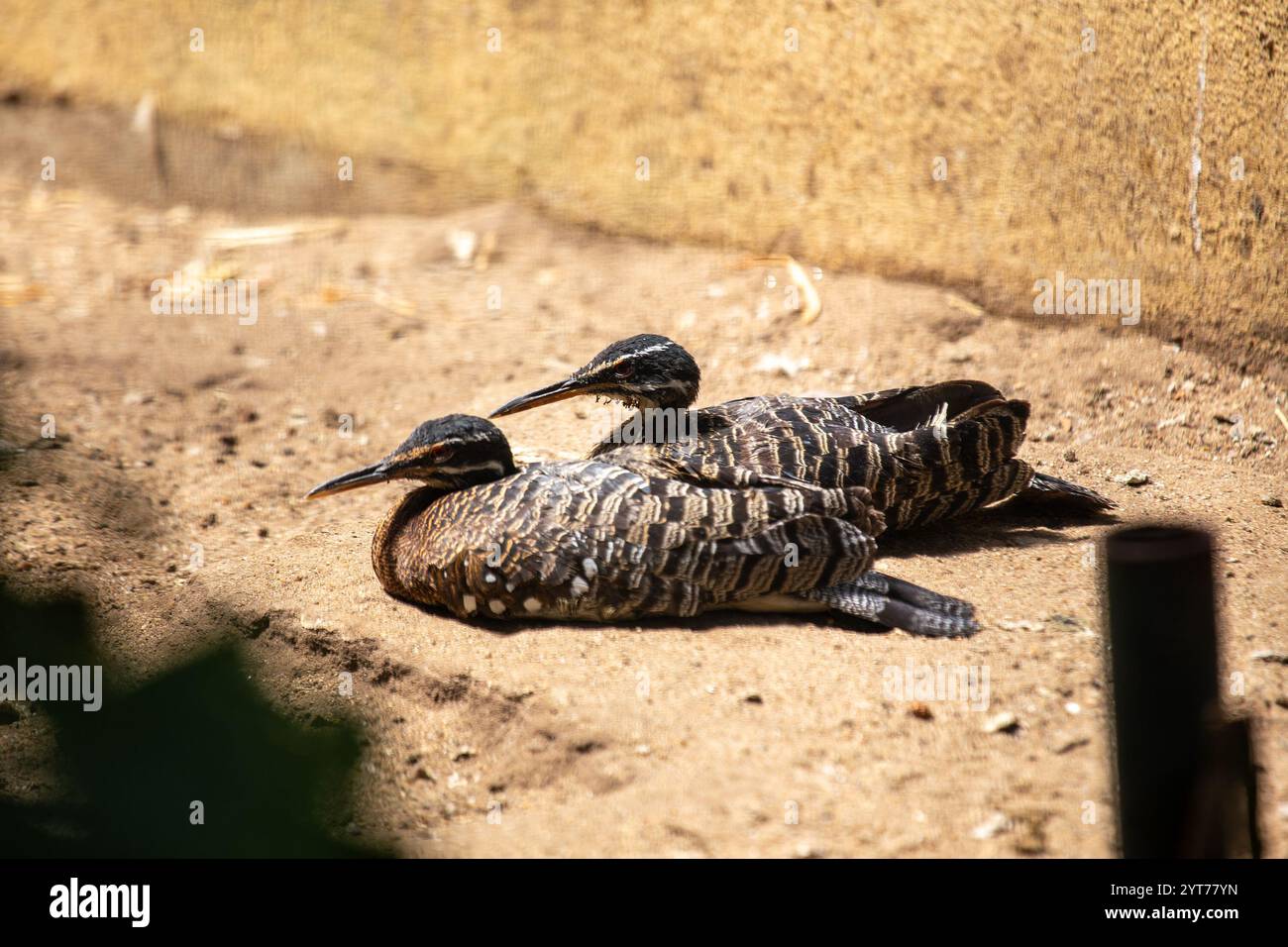 Sunbittern with striking wing patterns. Found in tropical forests and ...