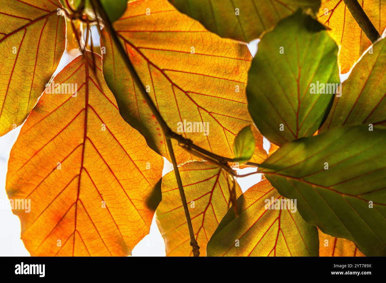 Leaf of beech tree hi-res stock photography and images - Alamy
