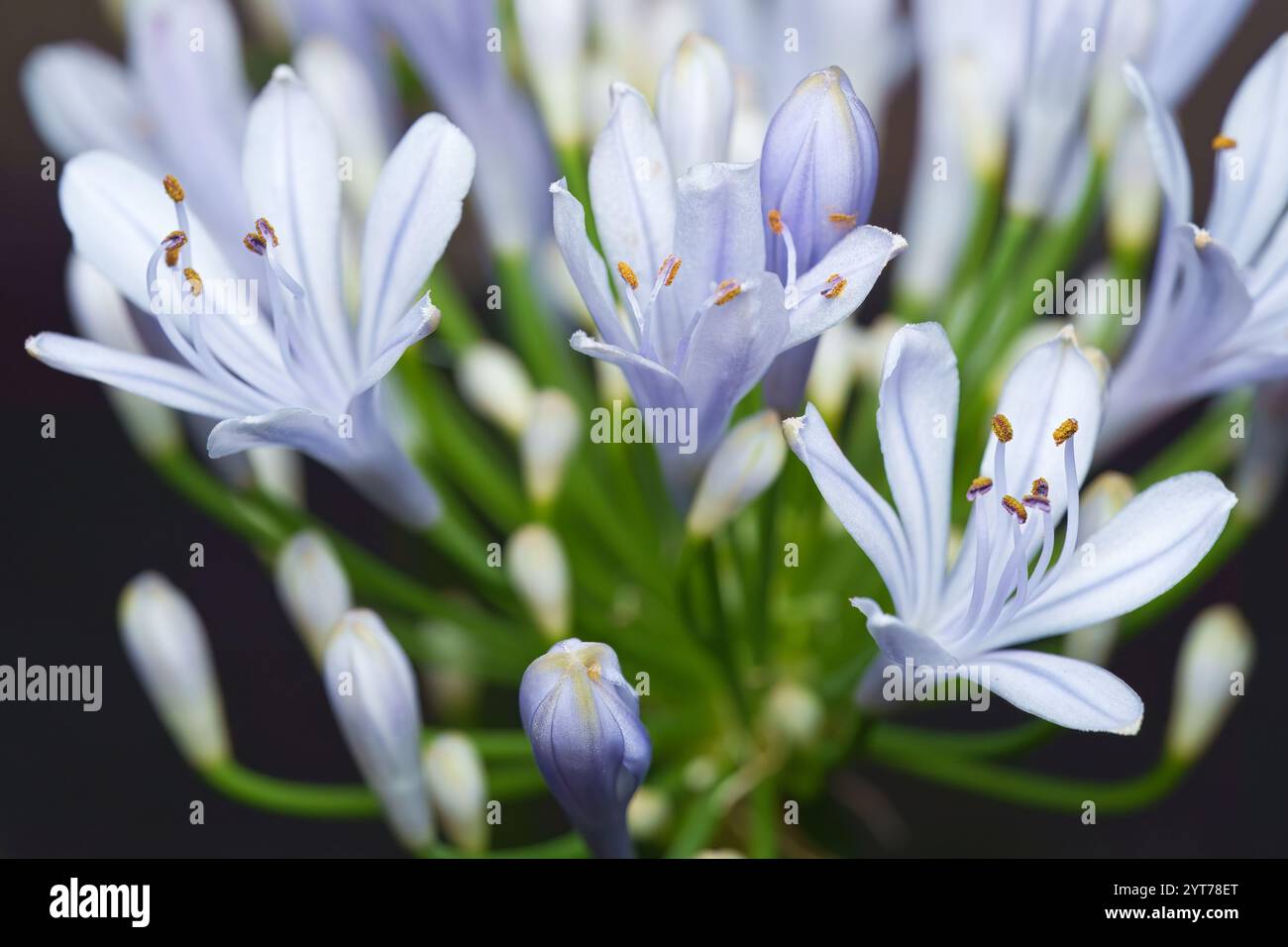 Macro photography of Lilly of the nile flower, Mahe, Seychelles Stock ...