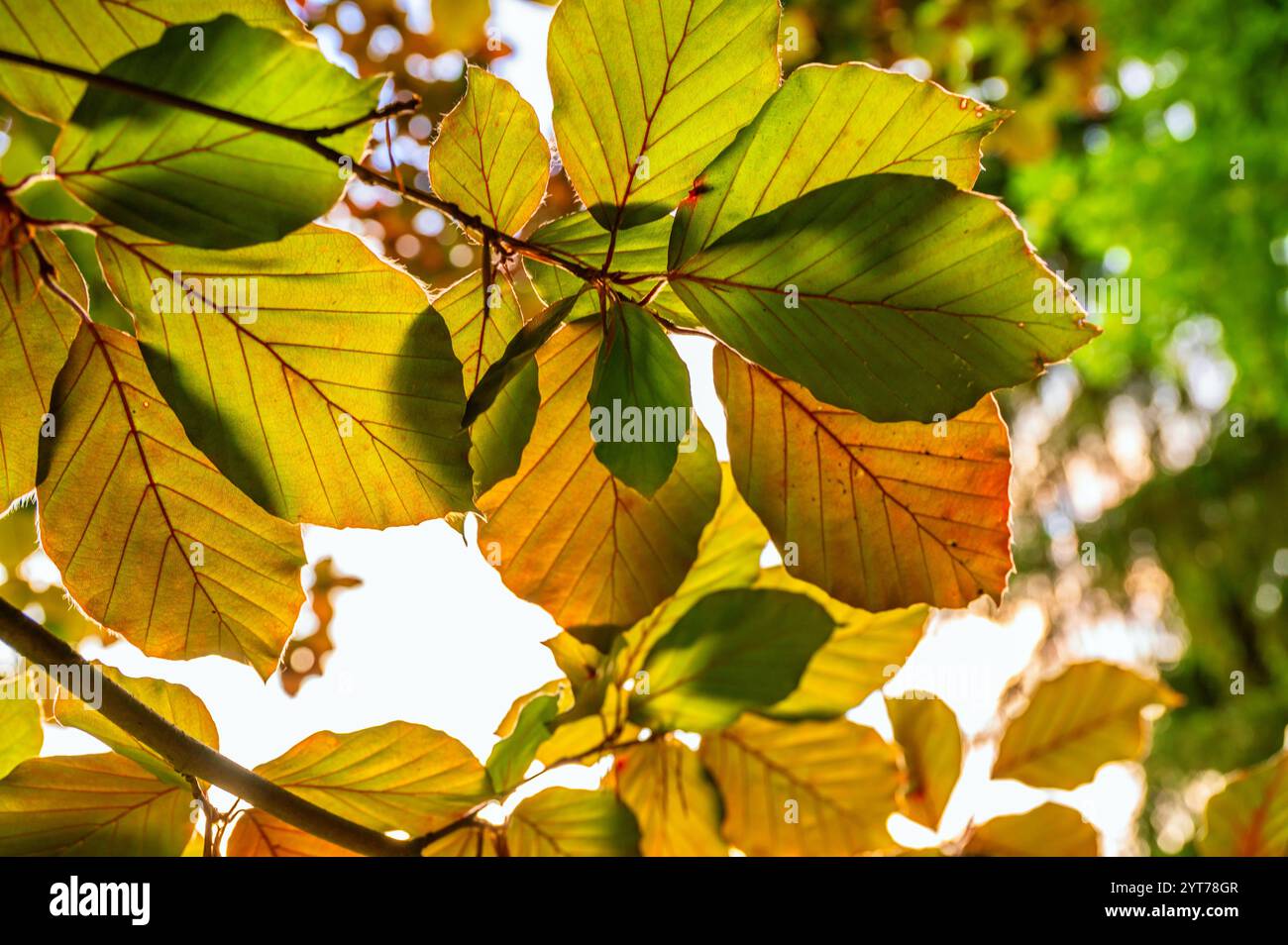 Mix of colorful foliage hi-res stock photography and images - Alamy