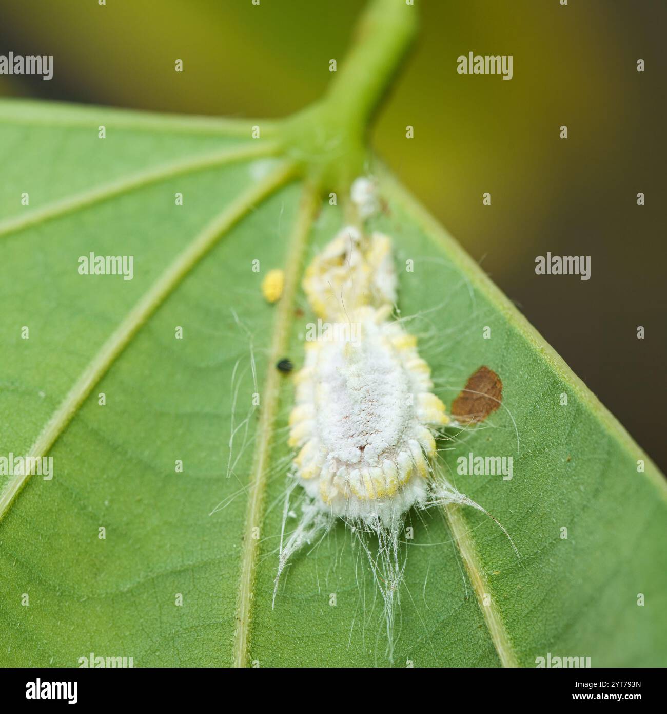 macro photography of Seychelles scale (Icerya seychellarum) under the ...