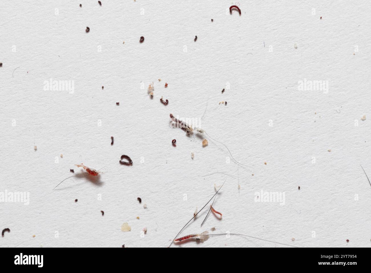 Close-up of carpet beetle larvae, hairs, and skin flakes illustrating a ...