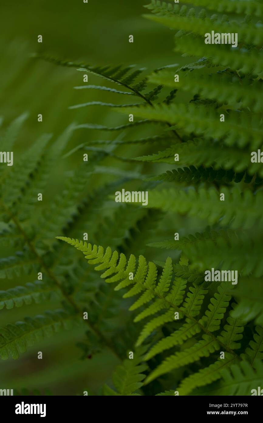 Pinnate fern frond hi-res stock photography and images - Alamy