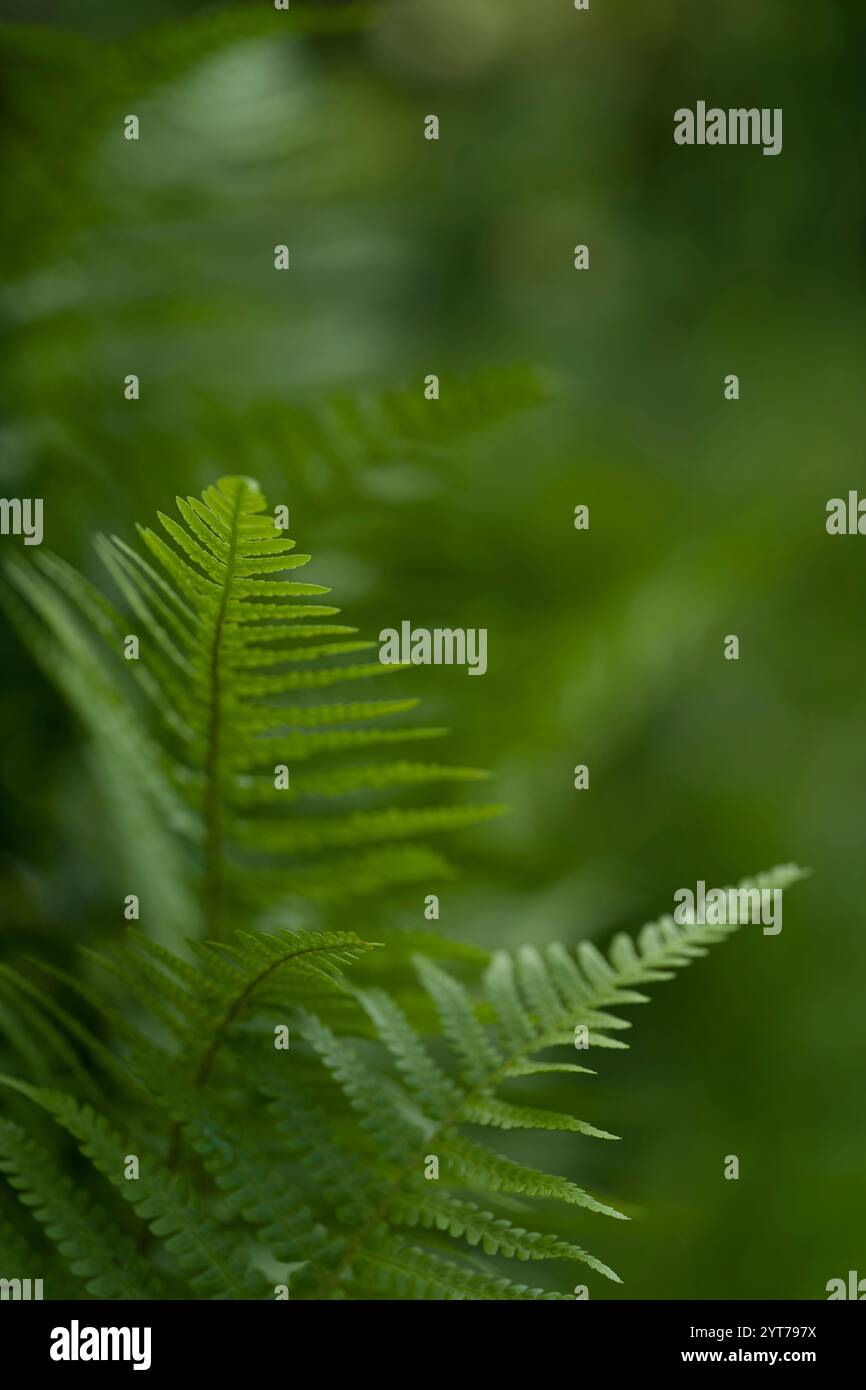 Pinnate fern frond hi-res stock photography and images - Alamy