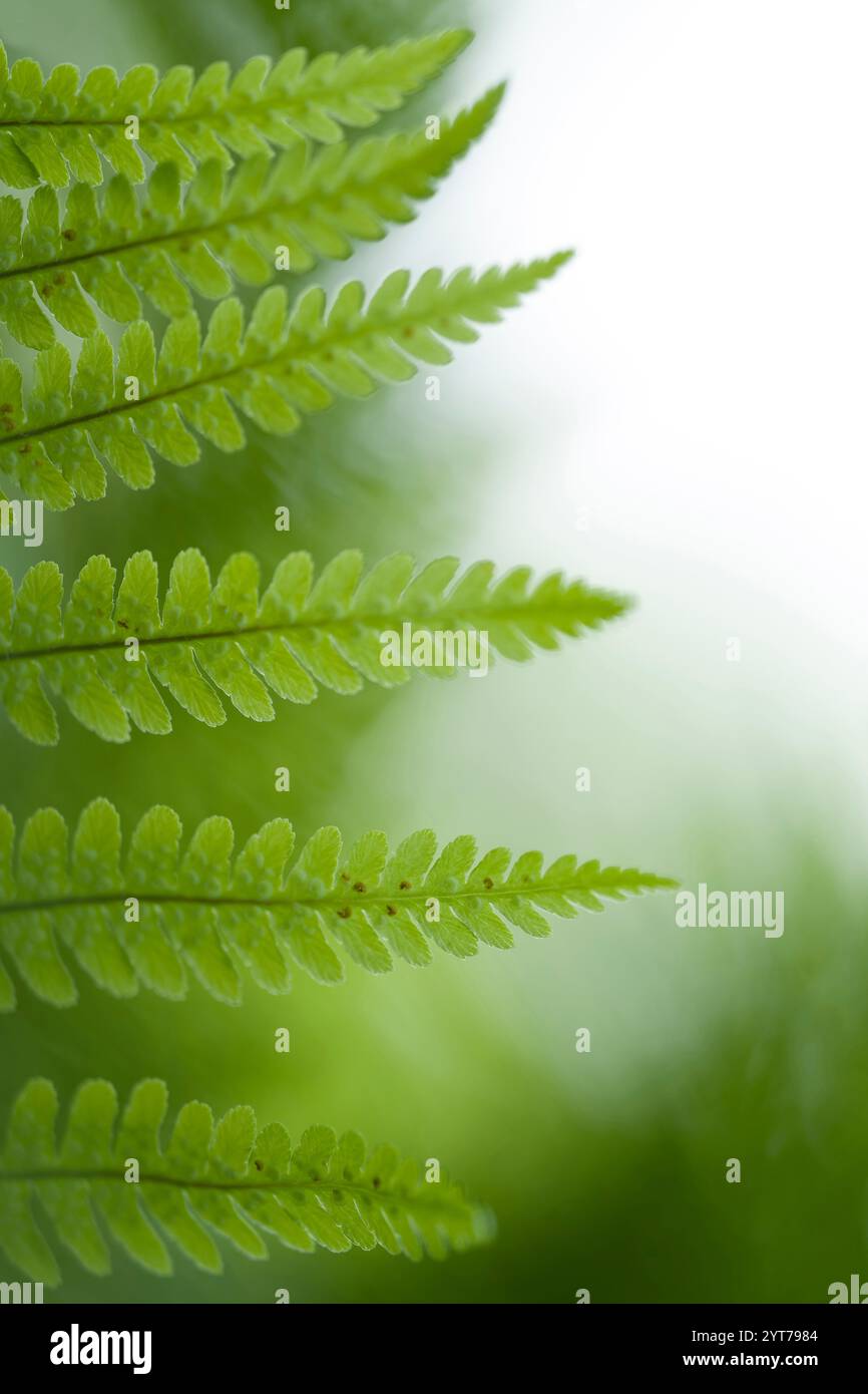 Light green leaflets of the fern hi-res stock photography and images ...