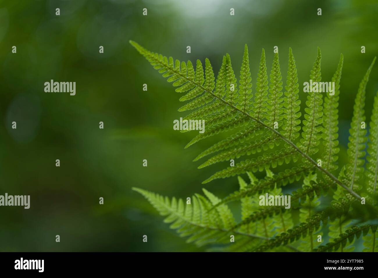 Underside fern hi-res stock photography and images - Alamy