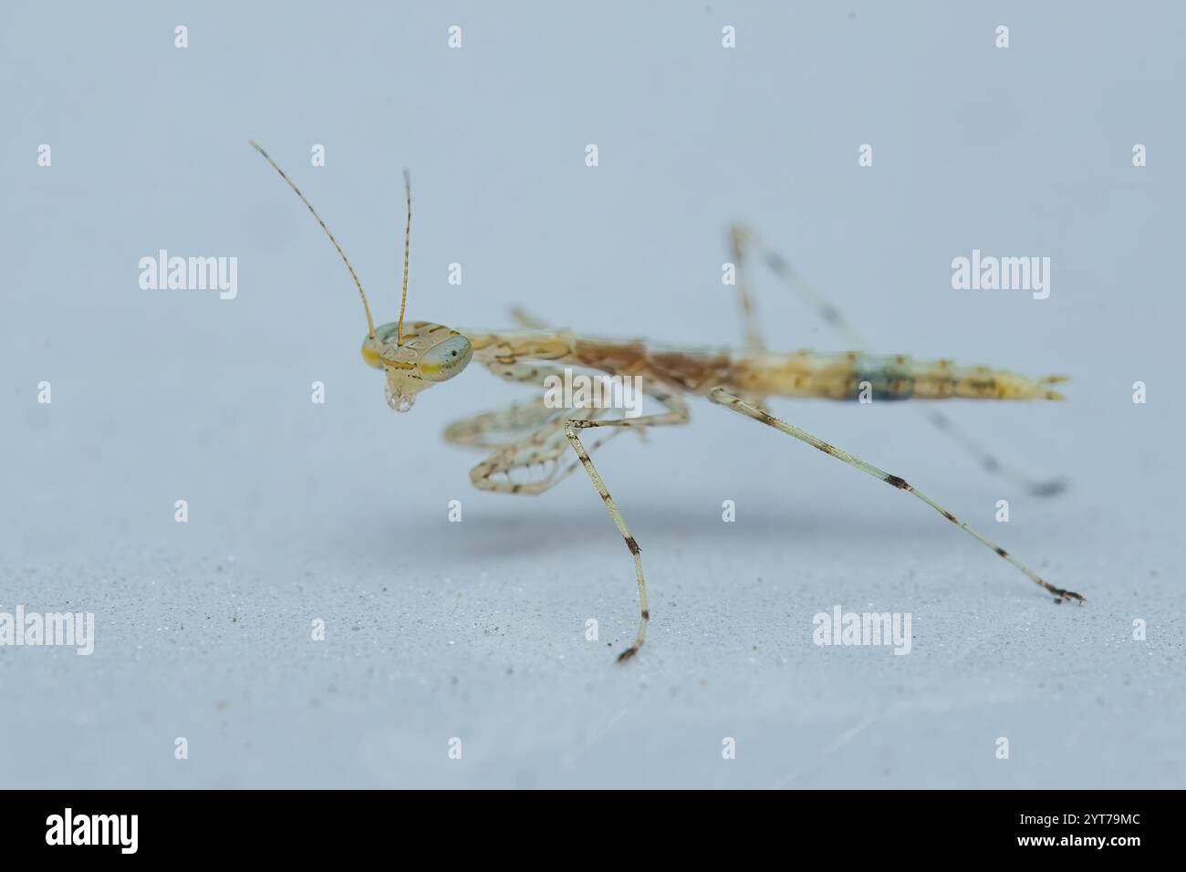 Macro photography of Praying Mantis on white car, Mahe, Seychelles ...