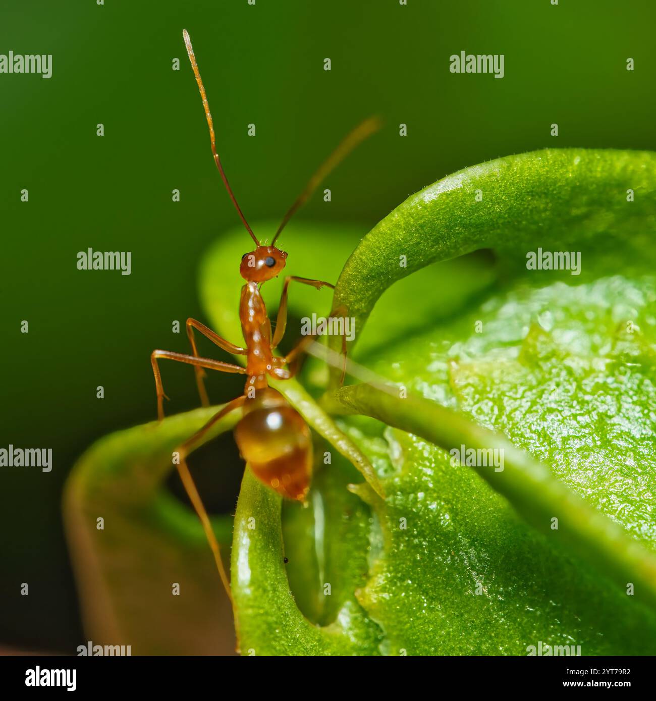 Macro photography of red ant on passion fruit flower bud in garden ...
