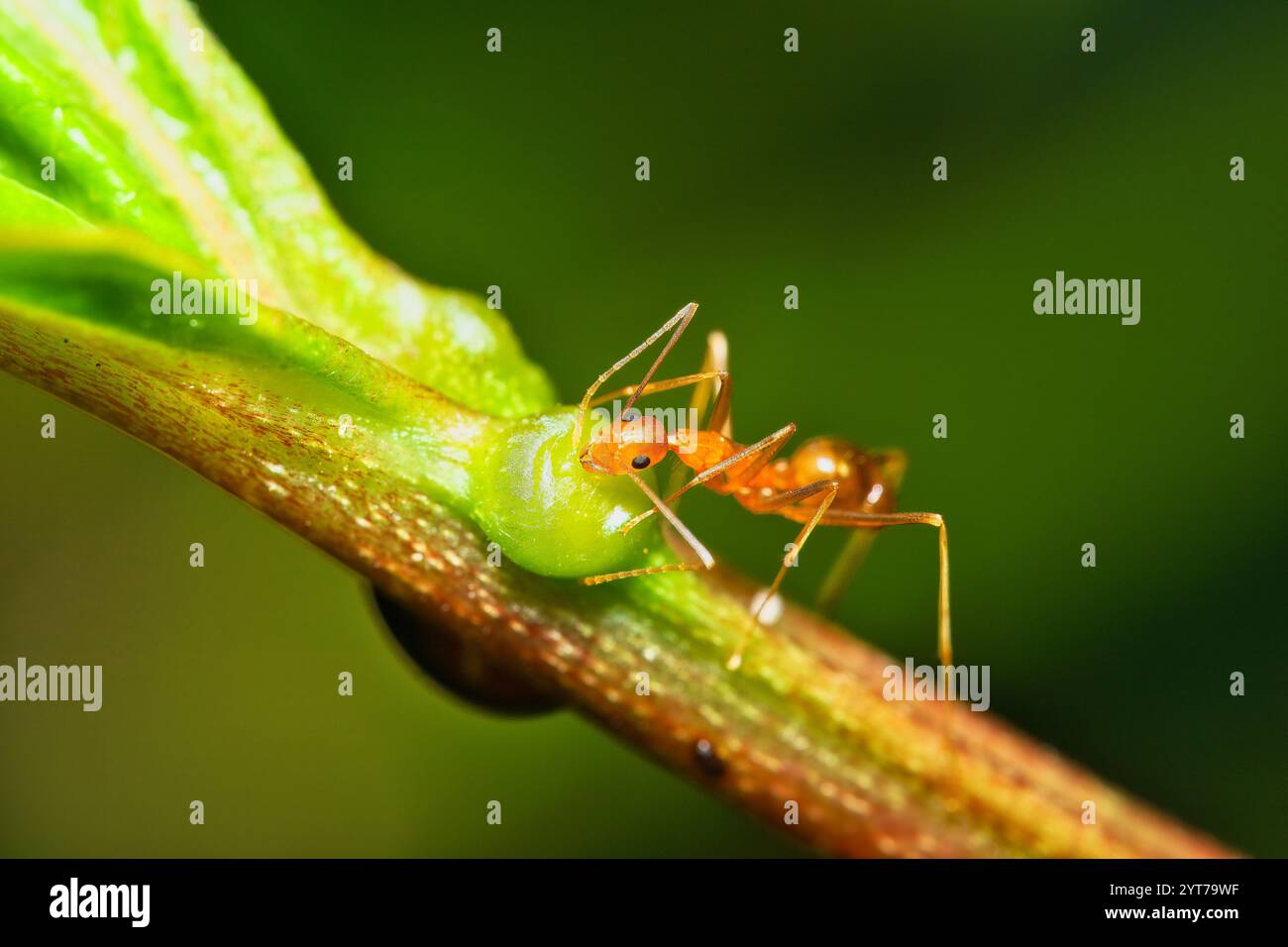 Macro photography of red ant on passion fruit flower bud in garden ...