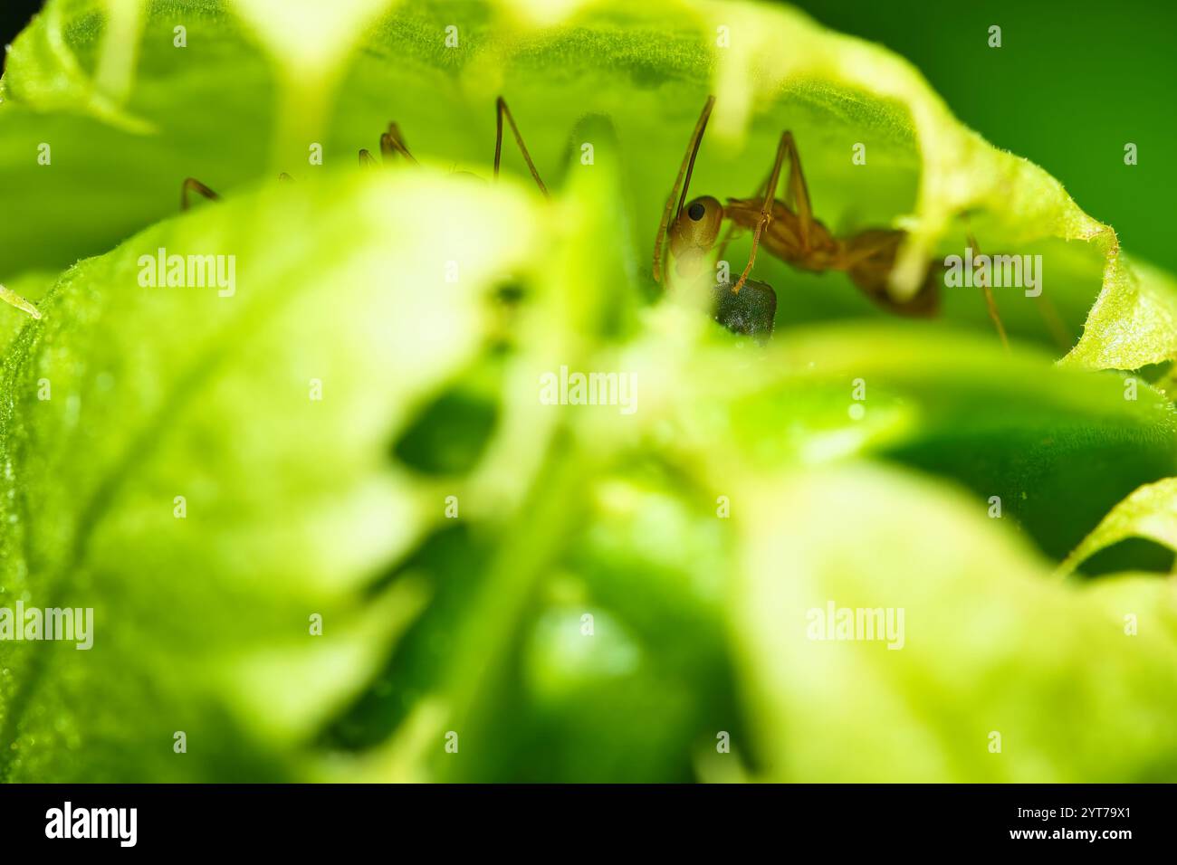 Macro photography of red ant on passion fruit flower bud in garden ...