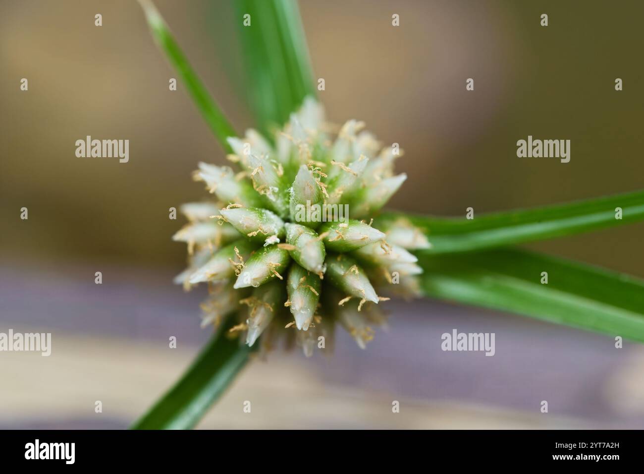 Macro photography of soft sedge grass flower and seeds in garden, Mahe ...