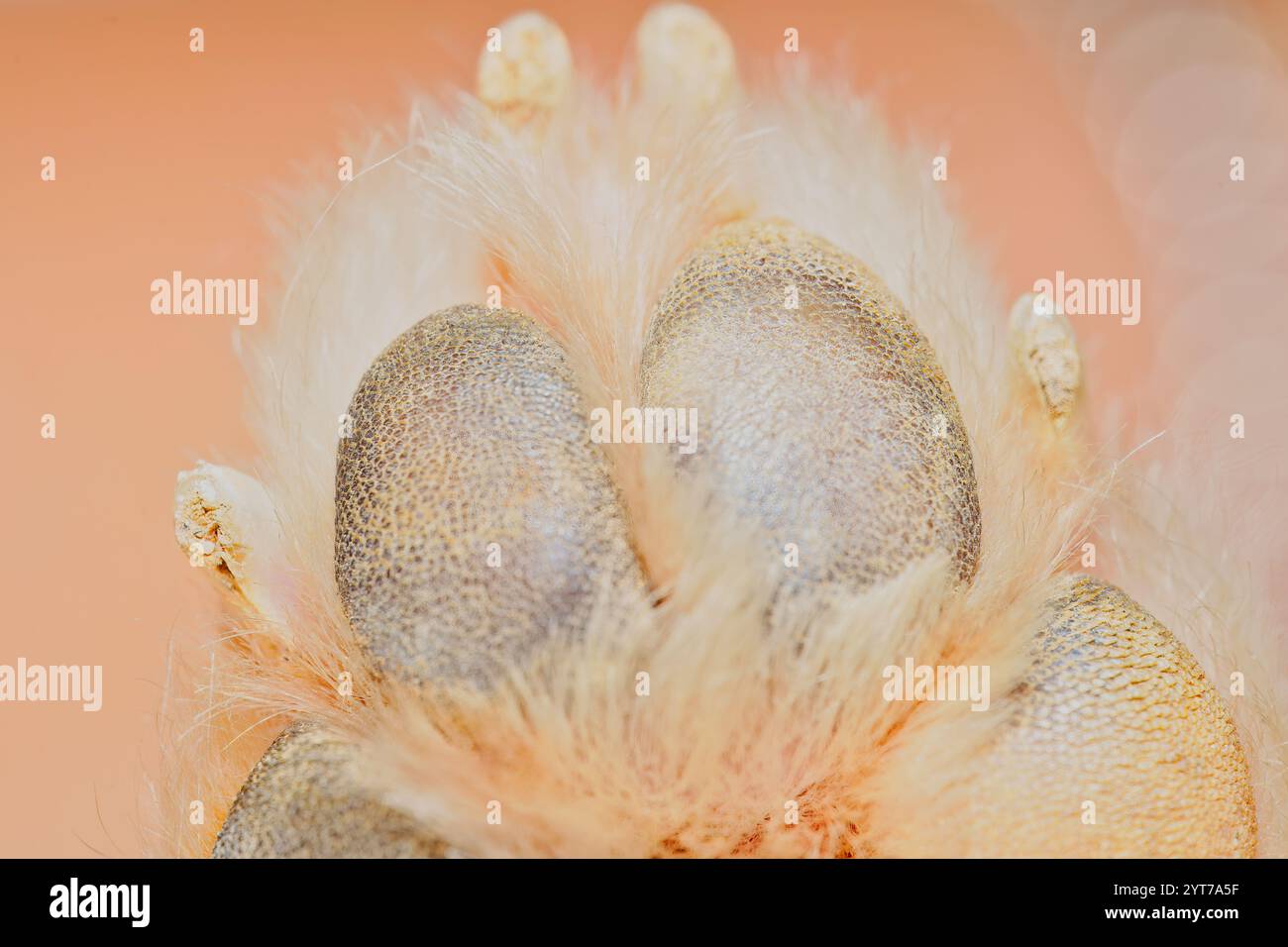 Macro photography of white Pomeranian dog foot, Mahe, Seychelles Stock ...