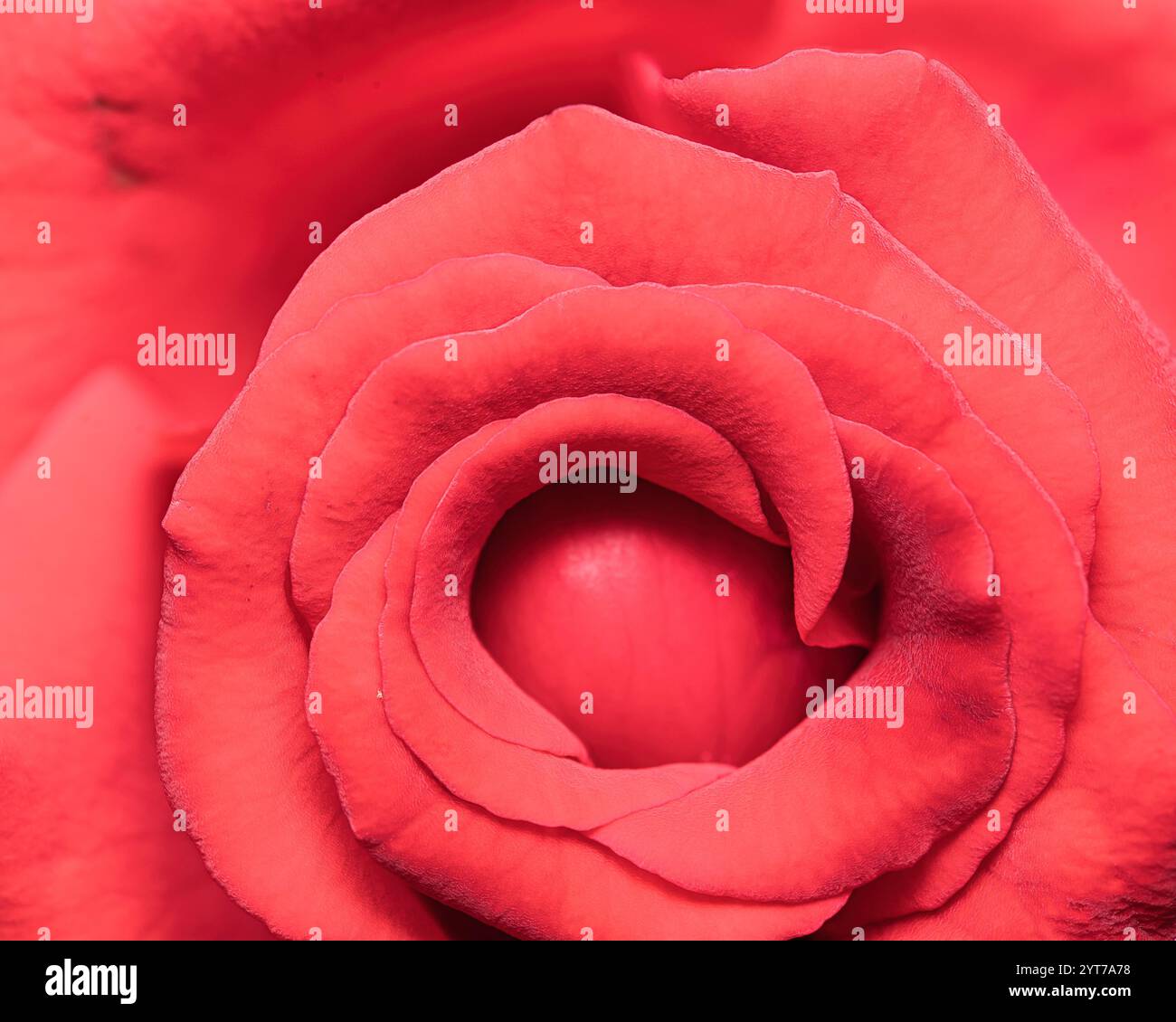 Romantic red roses macro hi-res stock photography and images - Alamy
