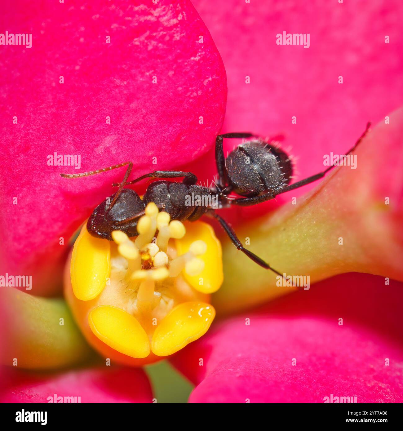 Micro photography of black ant on thorn of christ flower and pollen ...