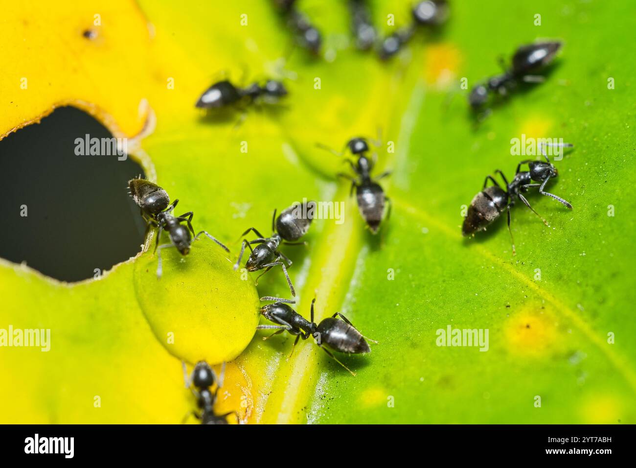 Micro photography of Black ants on green leaf, Mahe Seychelles Stock ...