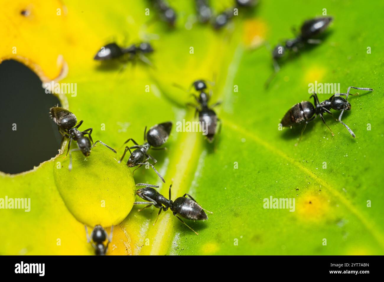 Micro photography of Black ants on green leaf, Mahe Seychelles Stock ...