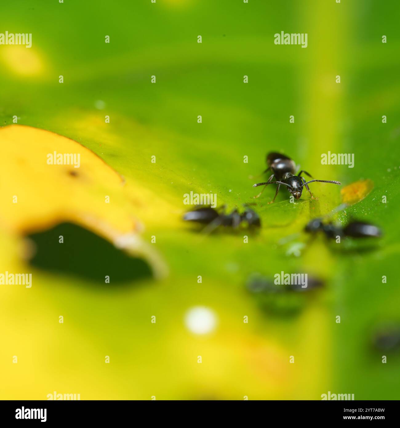 Micro photography of Black ants on green leaf, Mahe Seychelles Stock ...