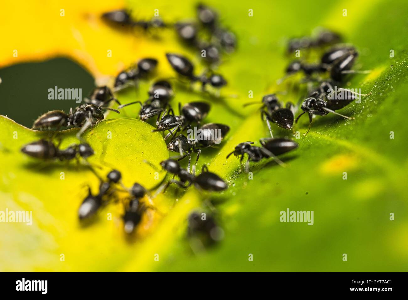 Micro photography of Black ants on green leaf, Mahe Seychelles Stock ...