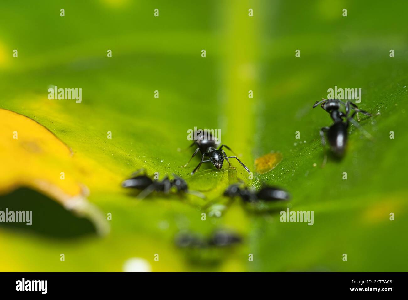 Micro photography of Black ants on green leaf, Mahe Seychelles Stock ...