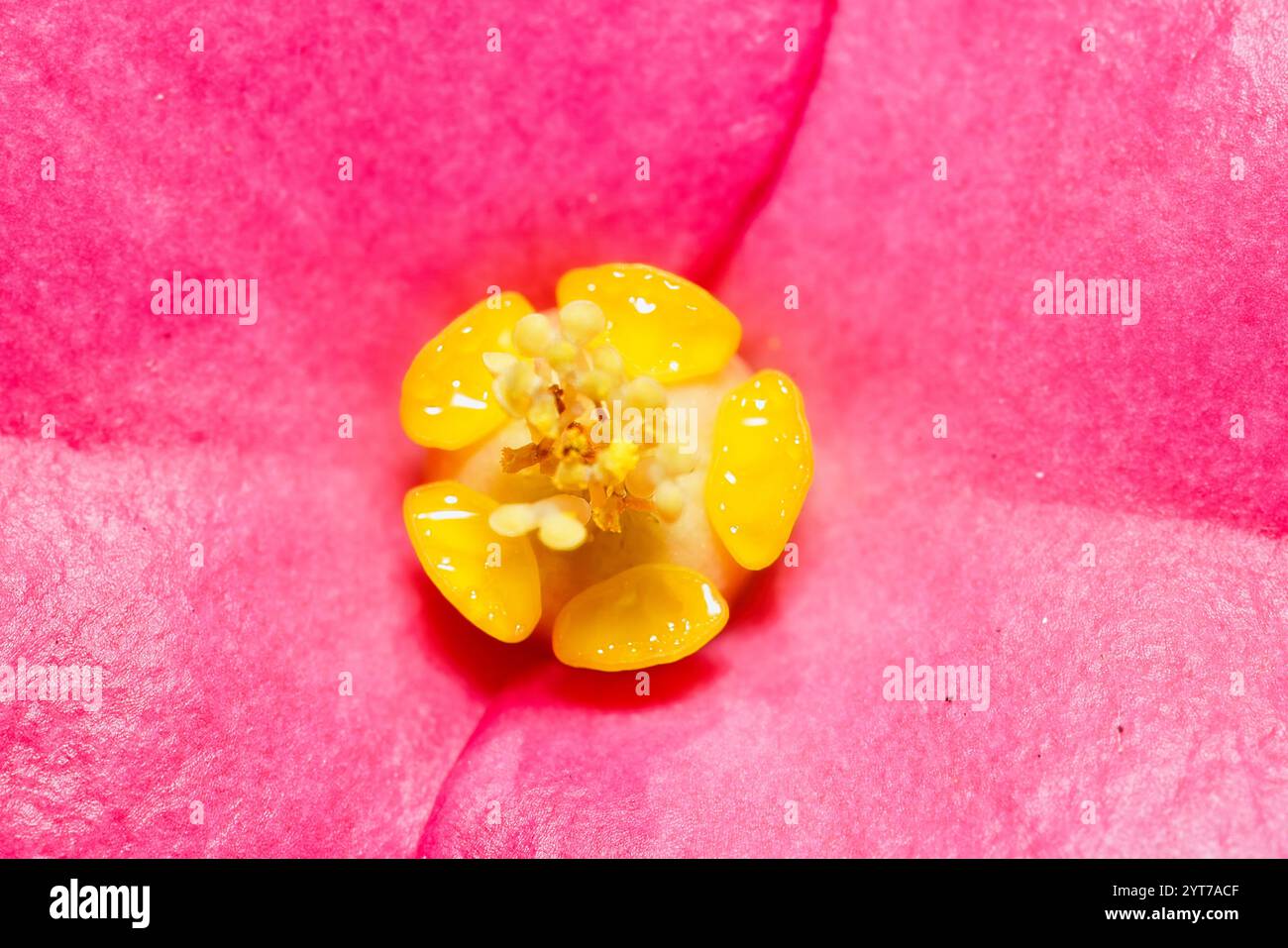 Macro photography of Praying Mantis on white car, Mahe, Seychelles ...