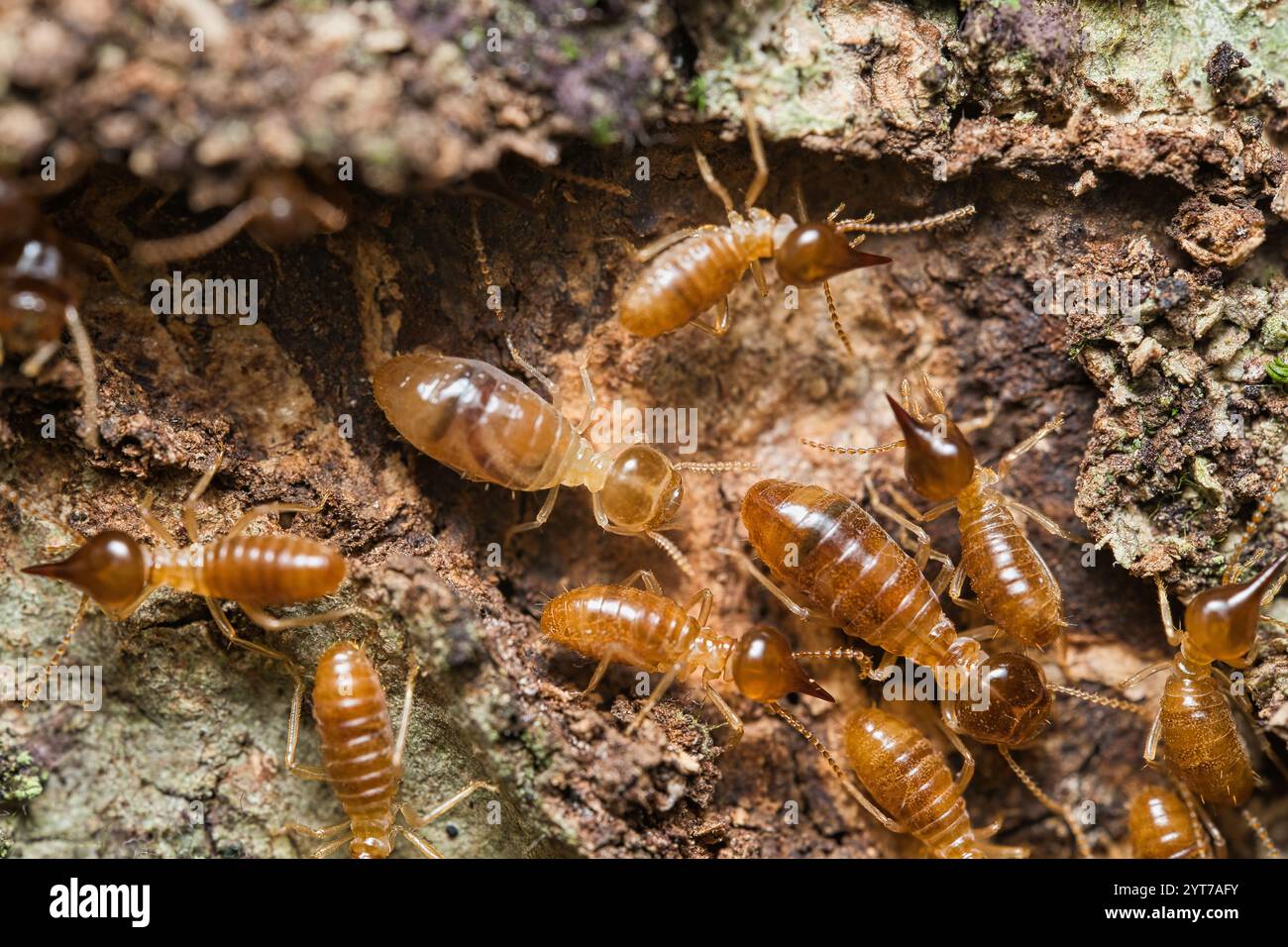 Micro photography of Termites inside the termite mound, Mahe Seychelles ...