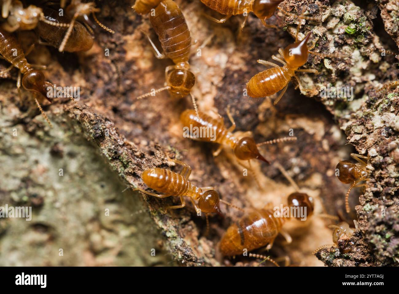 Micro photography of Termites inside the termite mound, Mahe Seychelles ...