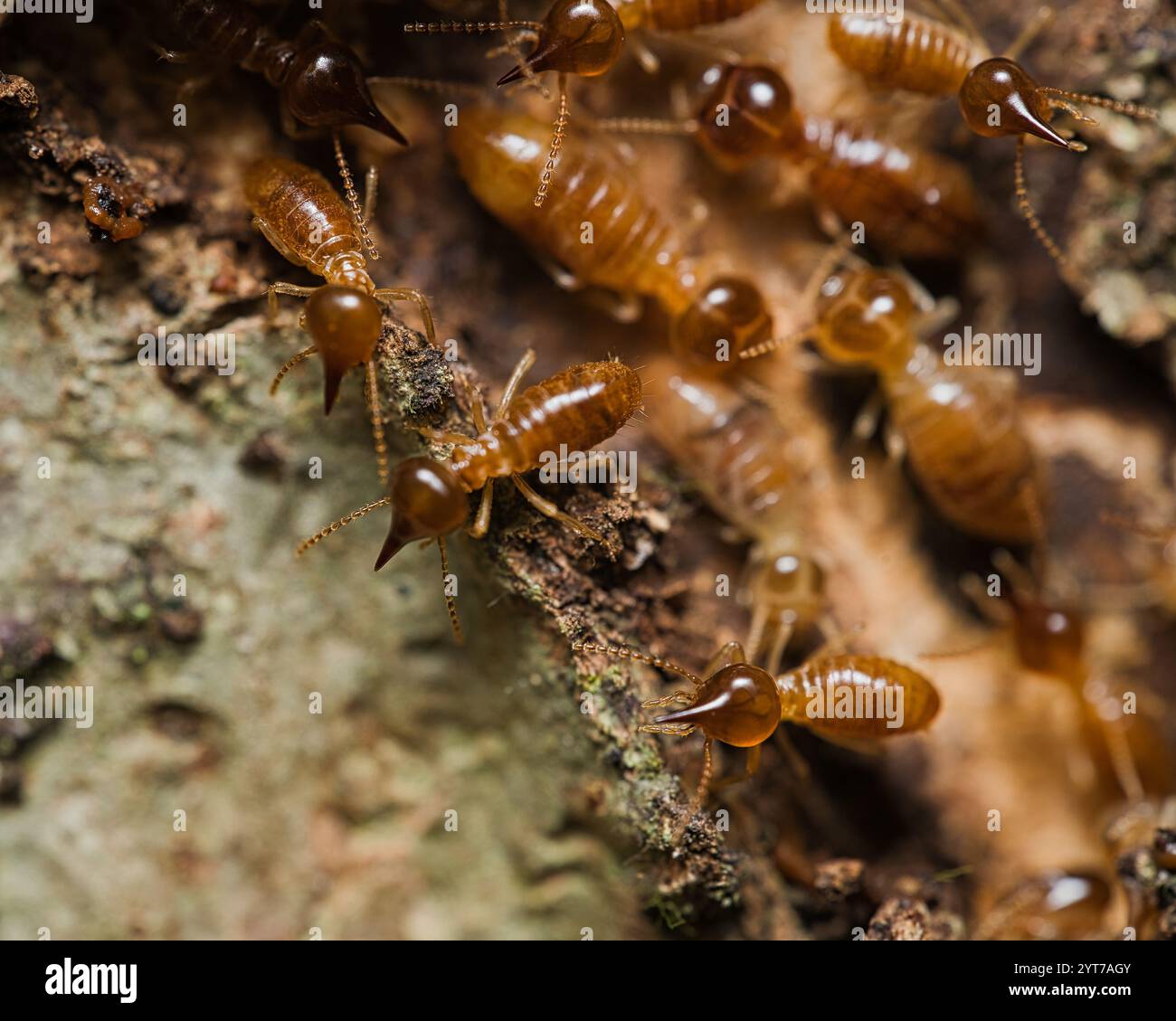 Micro photography of Termites inside the termite mound, Mahe Seychelles ...
