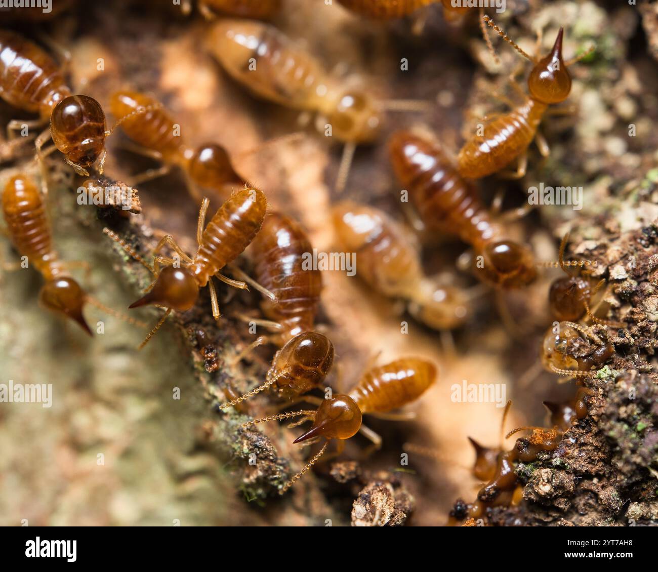 Micro photography of Termites inside the termite mound, Mahe Seychelles ...