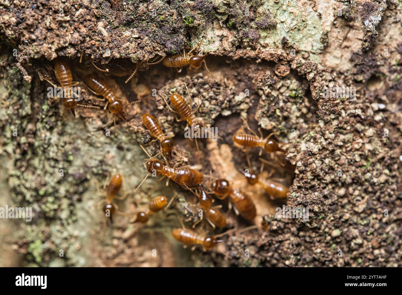 Micro photography of Termites inside the termite mound, Mahe Seychelles ...