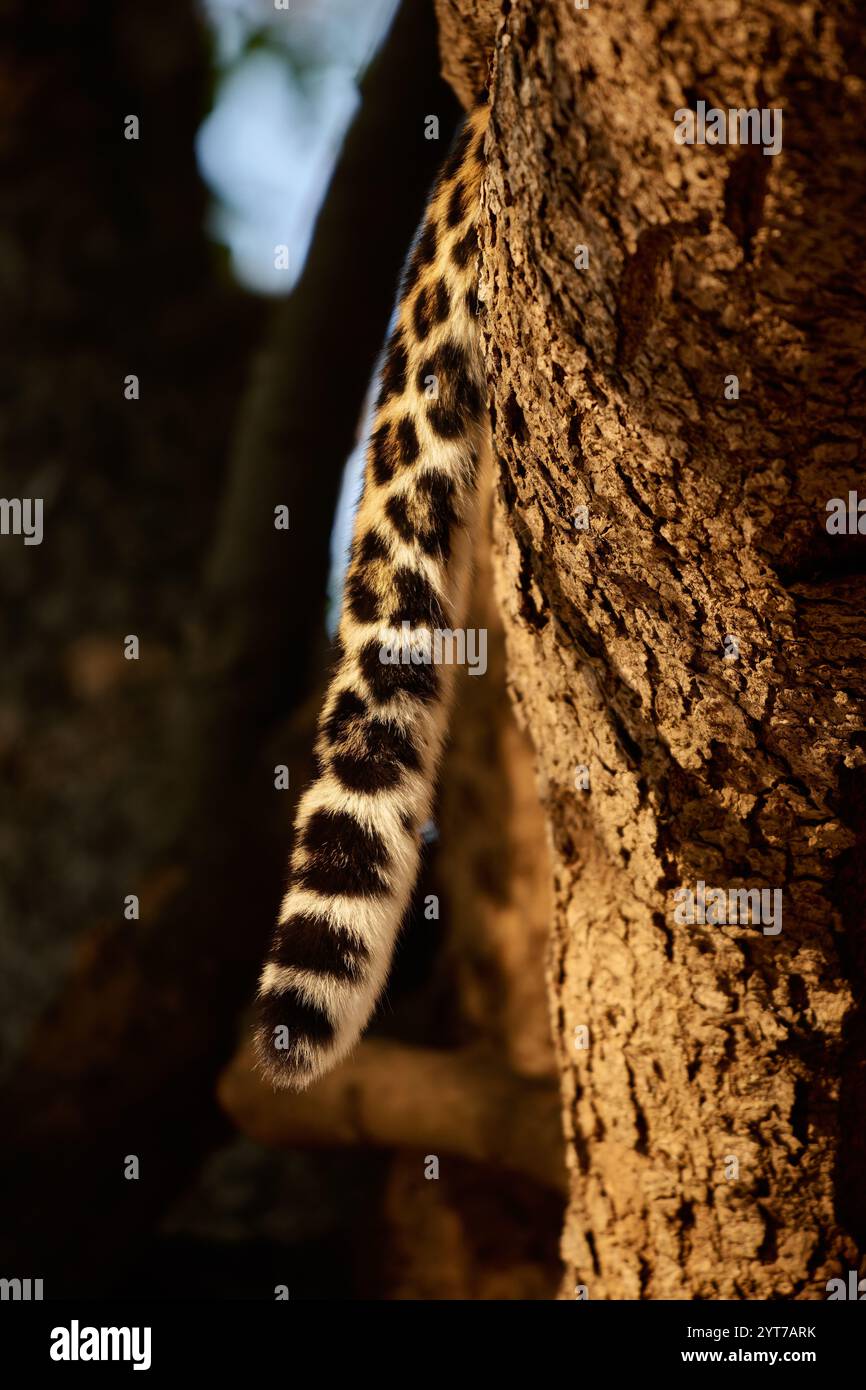 tail of a African leopard (Panthera pardus pardus), South Luangwa ...
