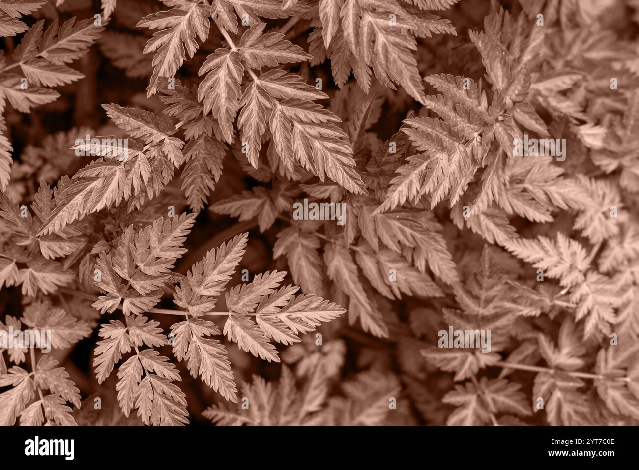 Texture background from leaves. Demonstrating color of 2025 year mocha ...
