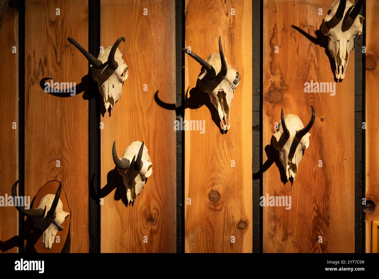 Animal skulls background. Animal bone and head, scary skeletons ...