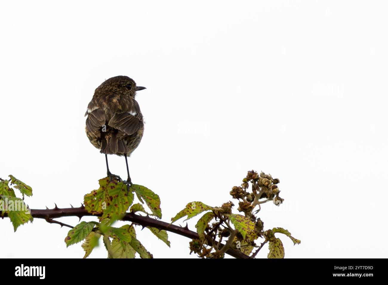 Grassland bird species Cut Out Stock Images & Pictures - Alamy