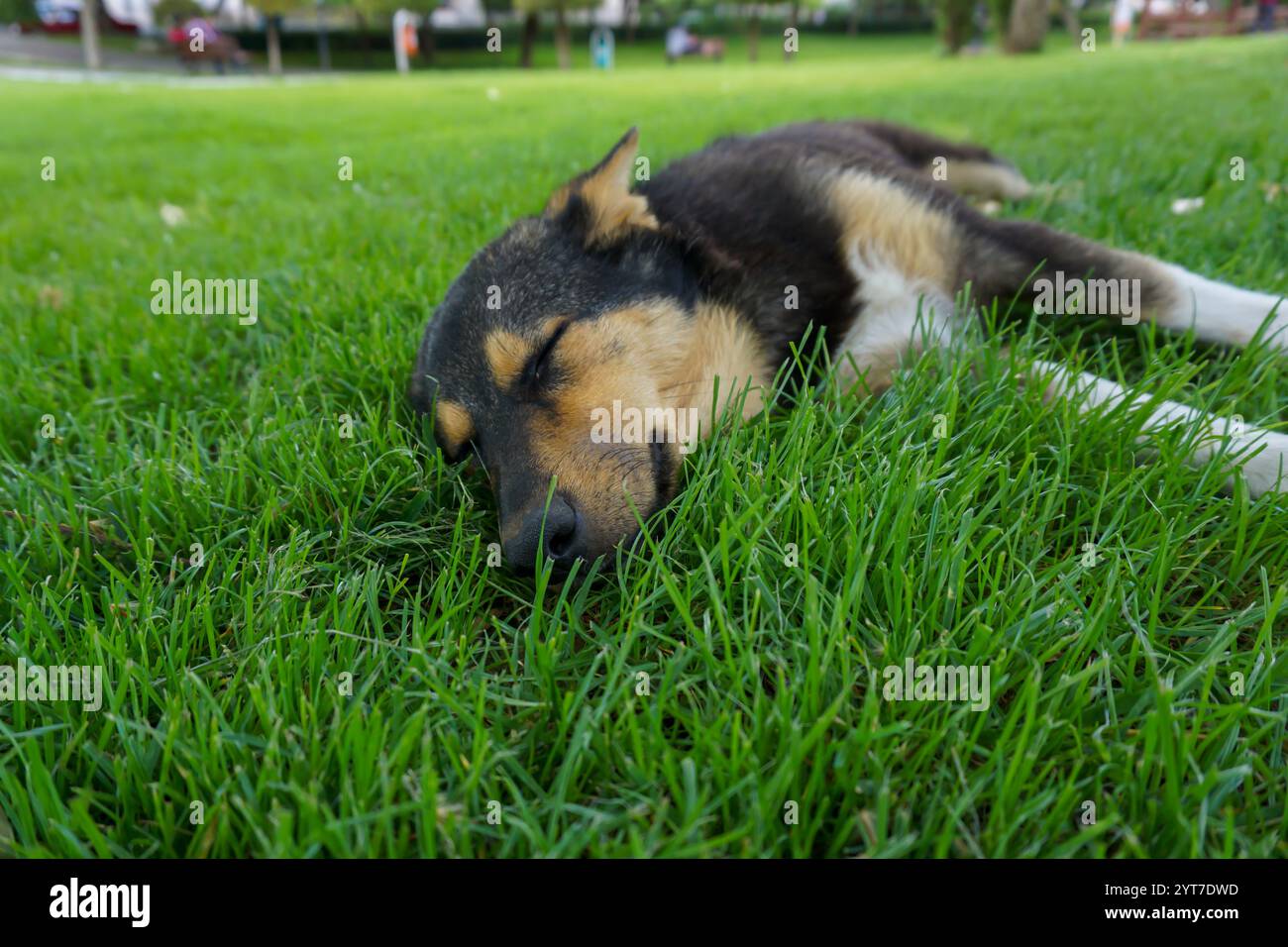 Dog sleeping in green field hi-res stock photography and images - Alamy