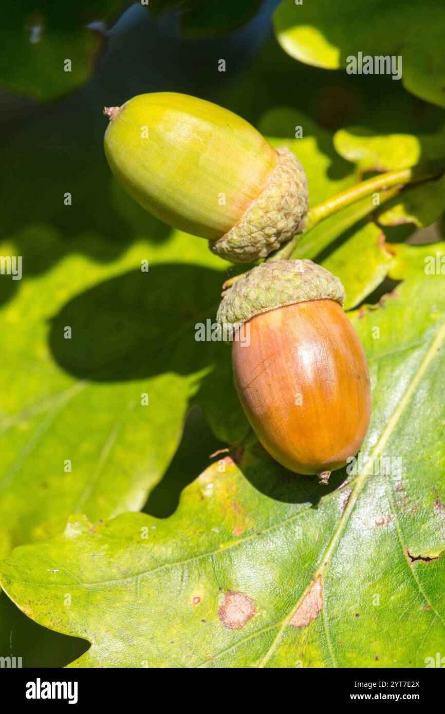 Acorns close up hi-res stock photography and images - Alamy