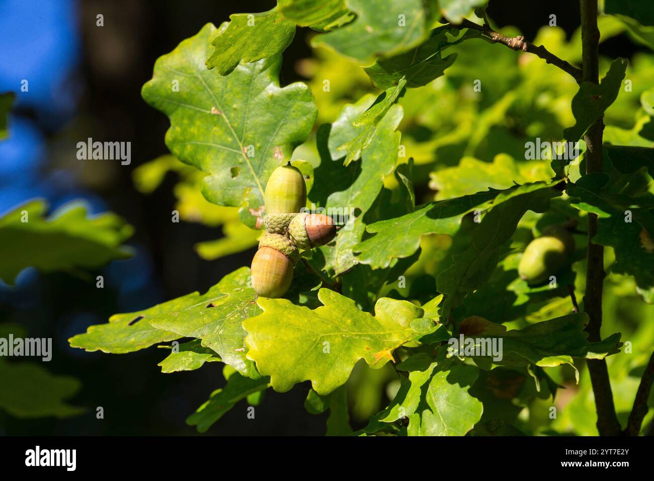Fruits oak hi-res stock photography and images - Alamy