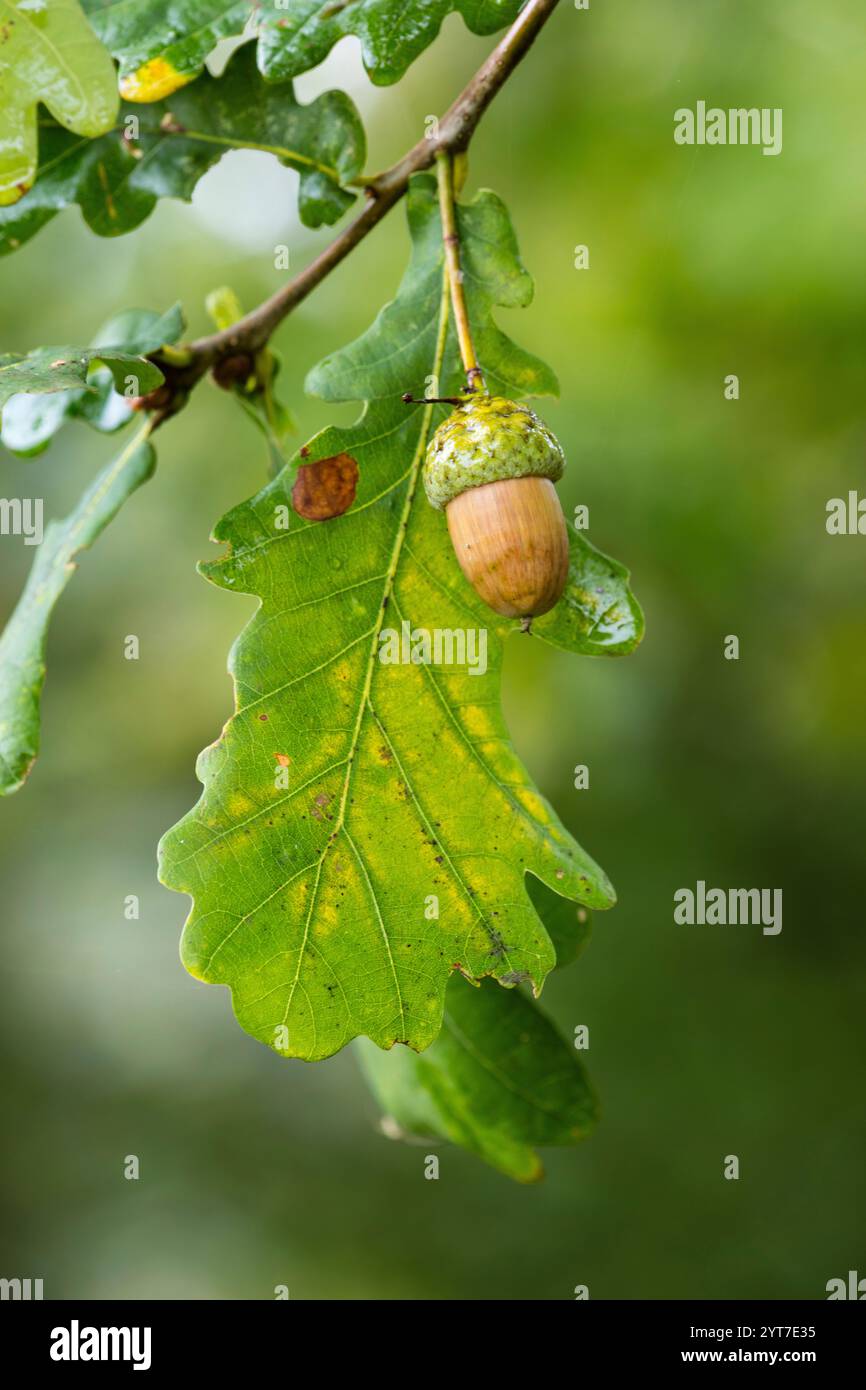 Fruits oak hi-res stock photography and images - Alamy