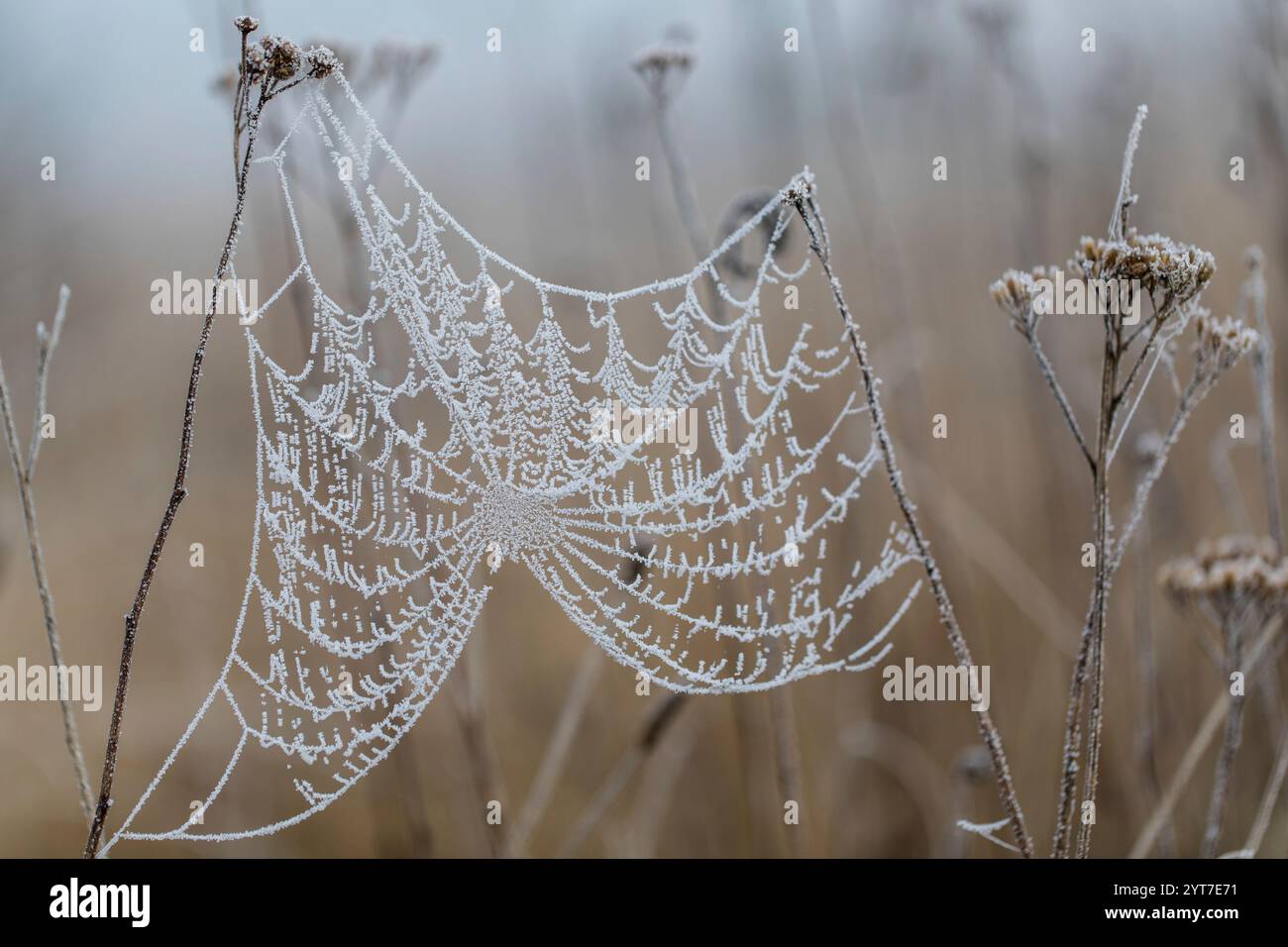 Spider autumn hi-res stock photography and images - Alamy
