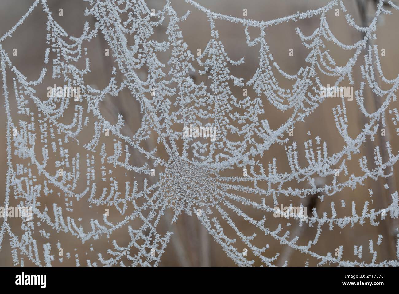 Autumn spider web hi-res stock photography and images - Alamy