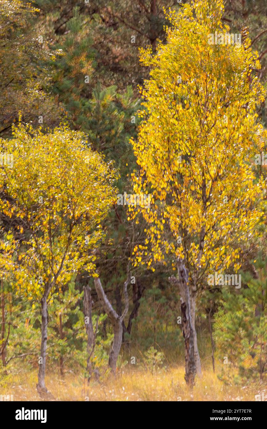 Autumn at the Munster South military training area Stock Photo - Alamy