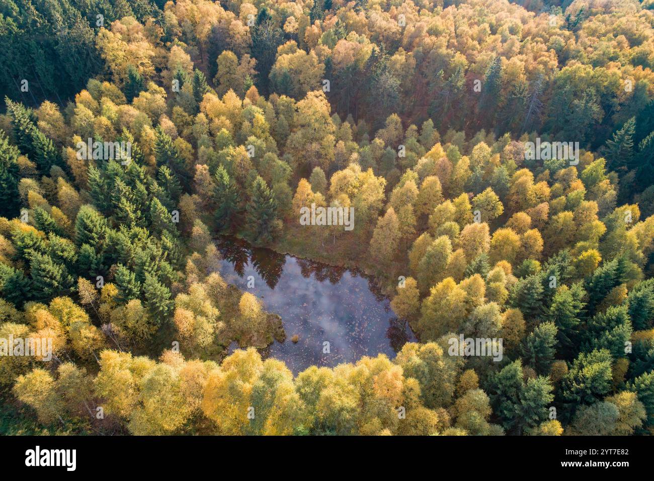 Autumn forest from above Stock Photo - Alamy