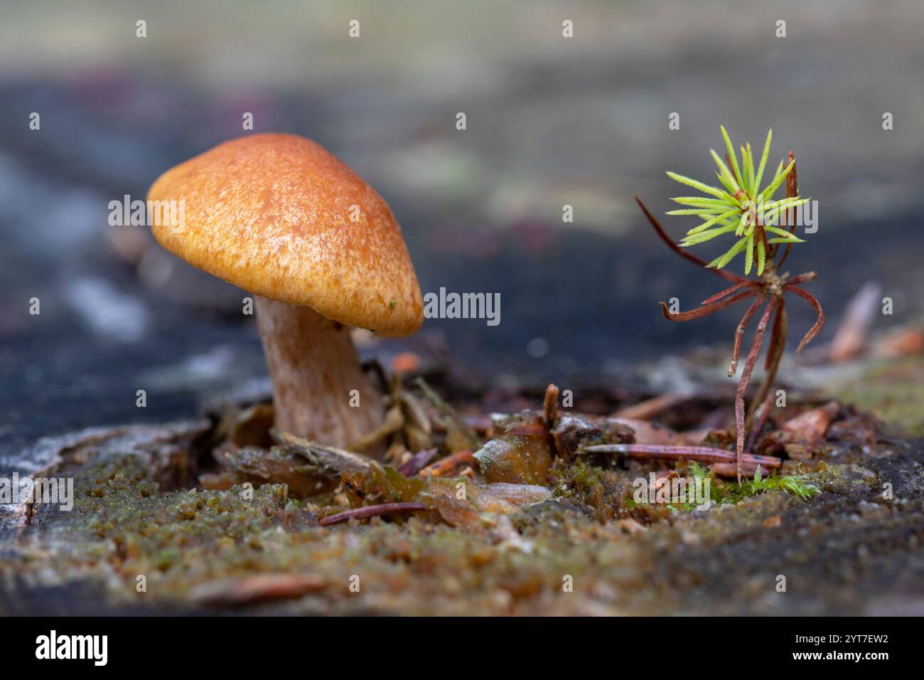 Mushroom in fall Stock Photo - Alamy