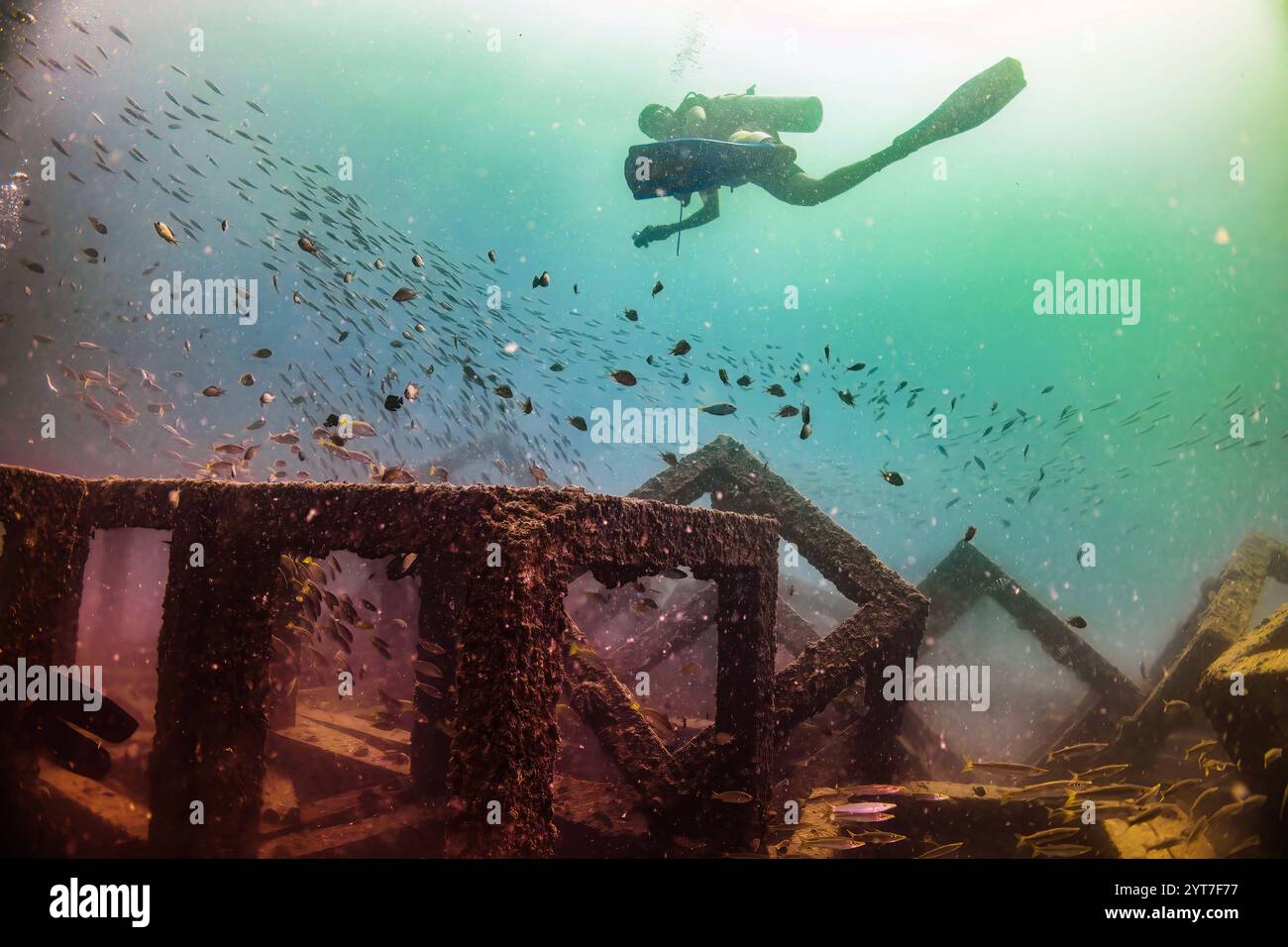Diver swims over new concrete coral reef constructions, observing the ...