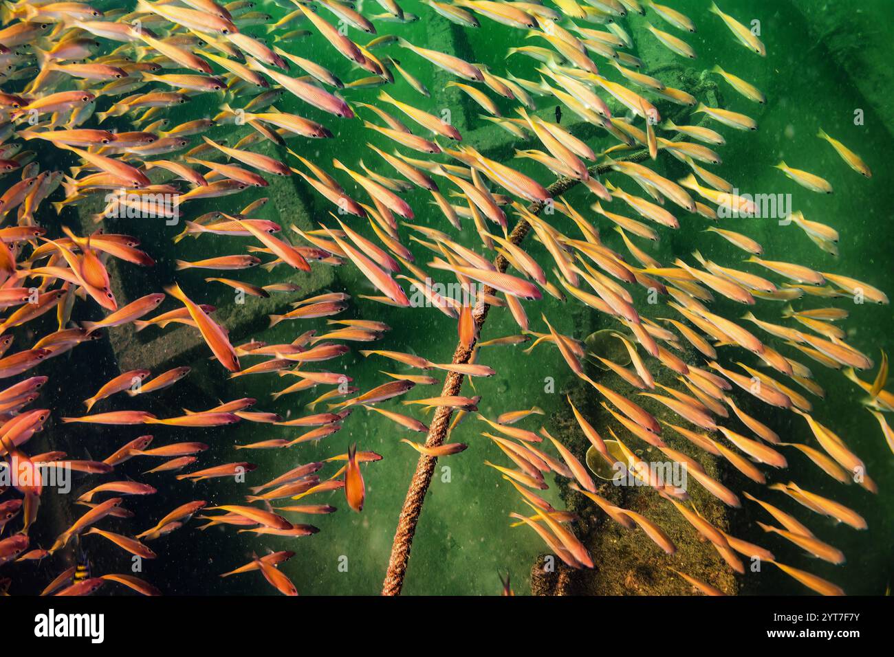 Large group of small orange and yellow fish swimming over new concrete ...