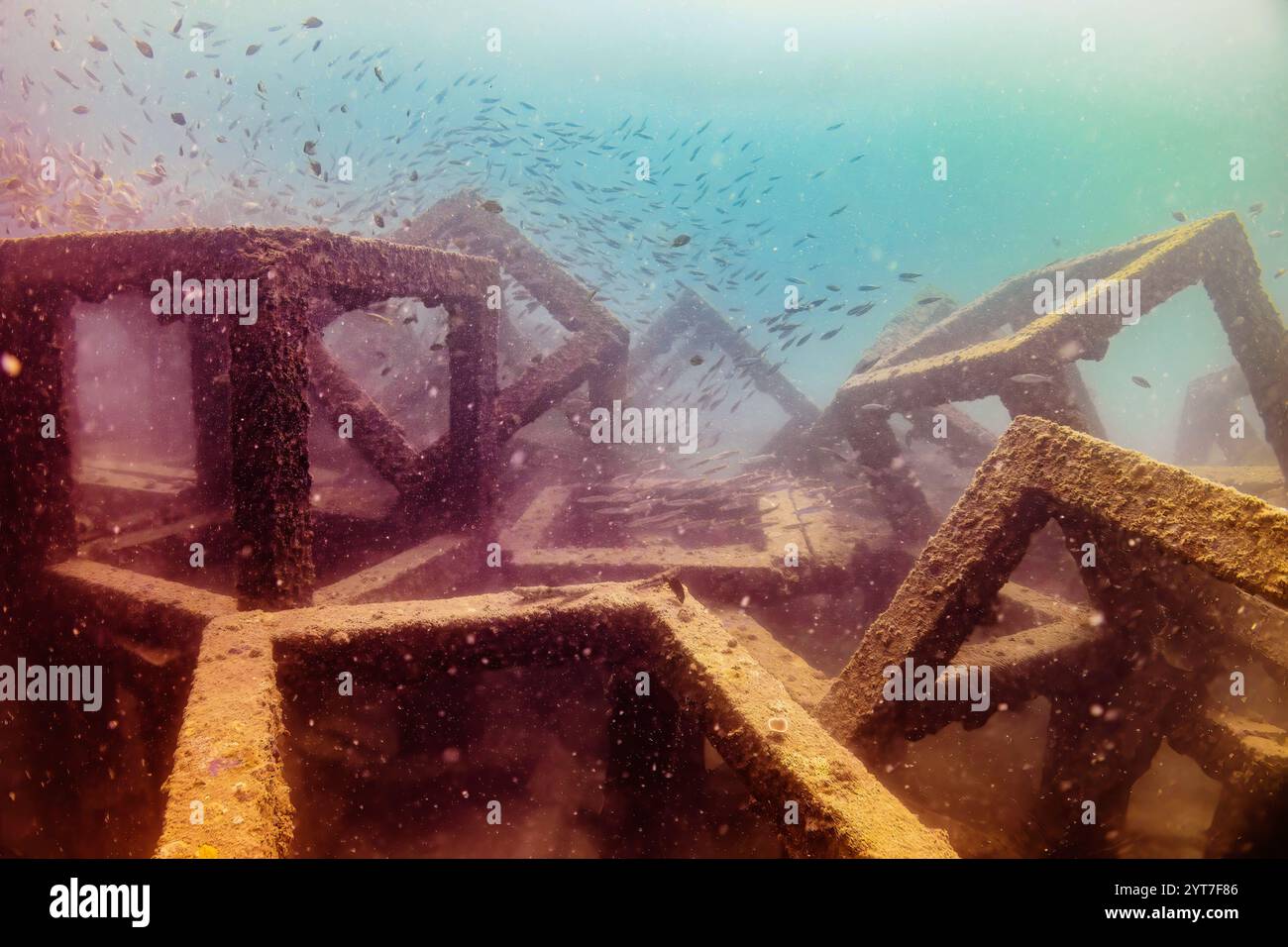 Concrete blocks forming artificial coral reef attract diverse marine ...