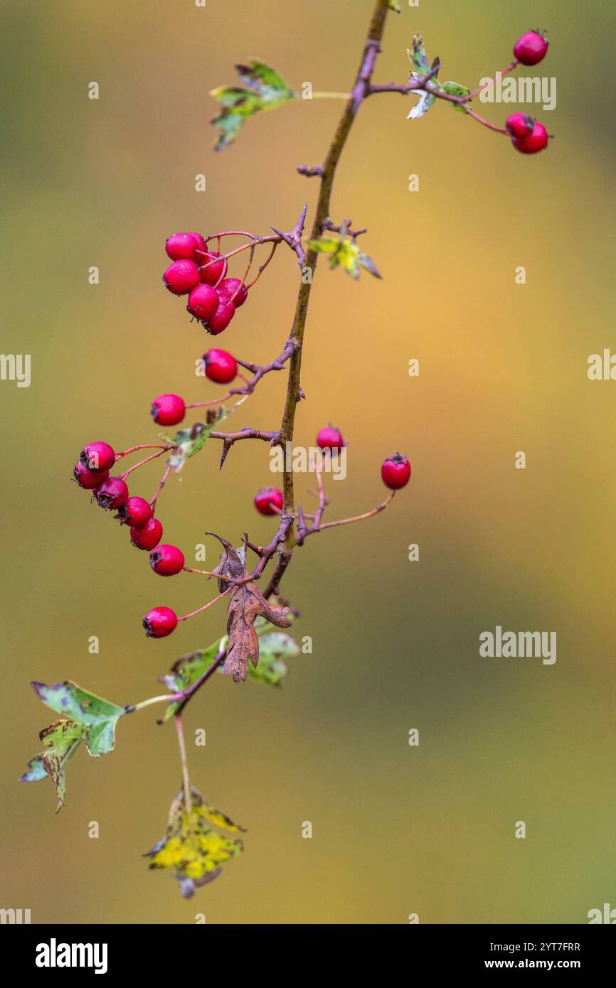 Berries of fall hi-res stock photography and images - Alamy