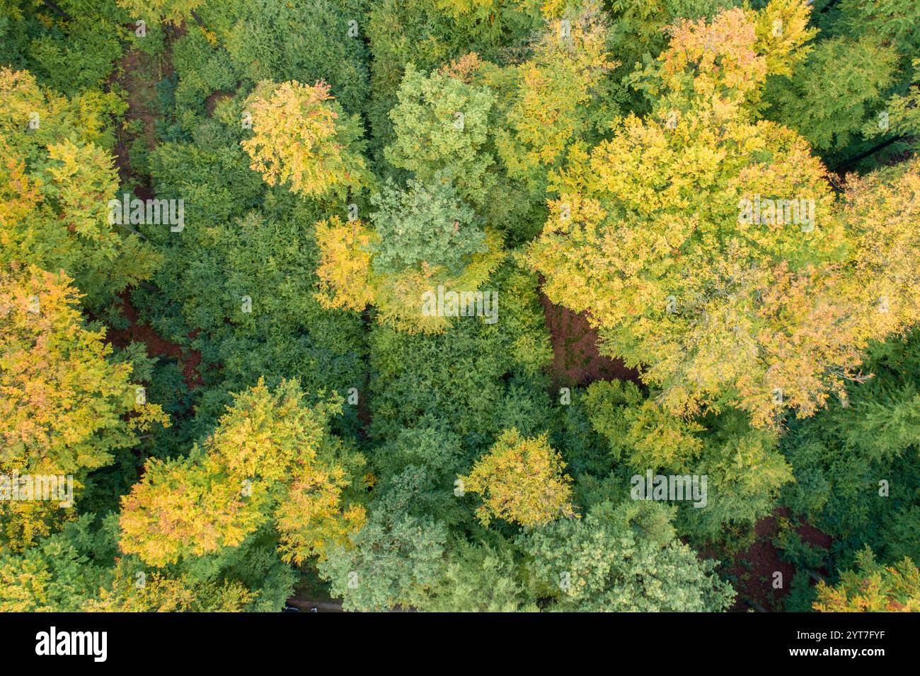 Autumn forest from above Stock Photo - Alamy