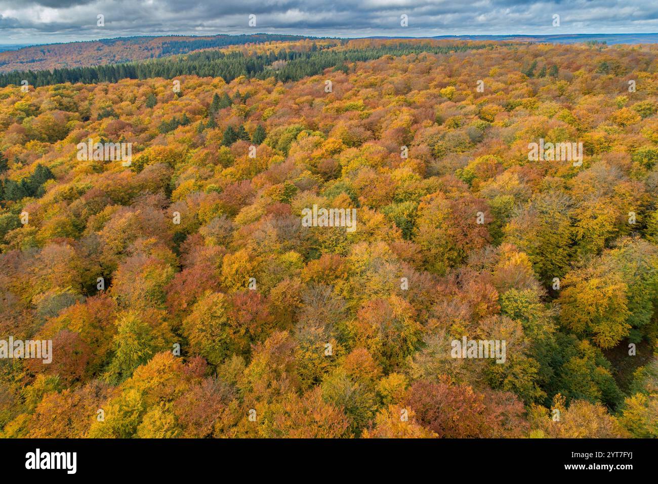 Autumn forest from above Stock Photo - Alamy
