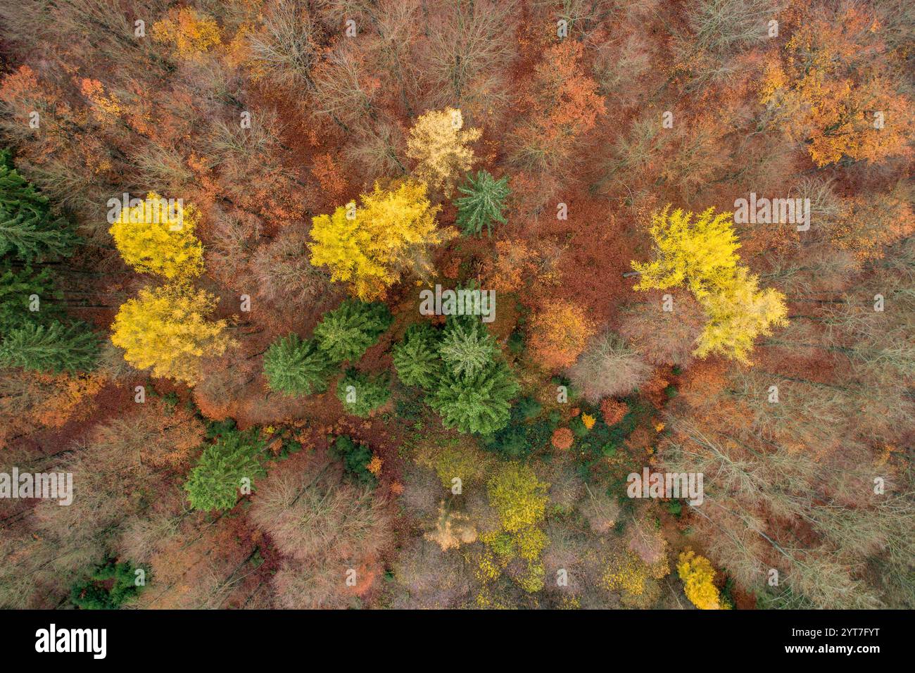 Autumn forest from above Stock Photo - Alamy