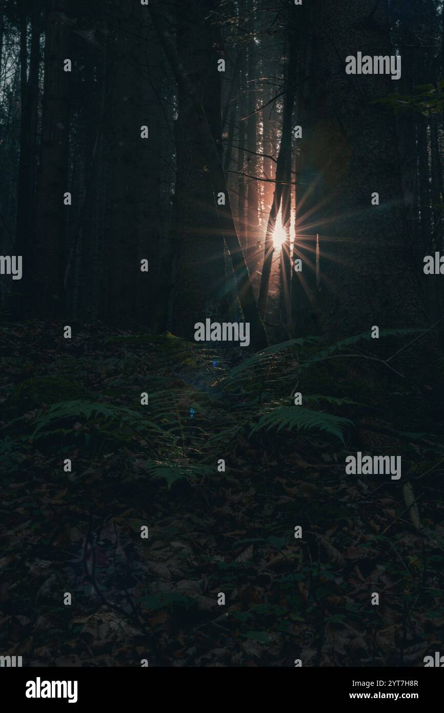 Sun rays shine through tree hi-res stock photography and images - Alamy